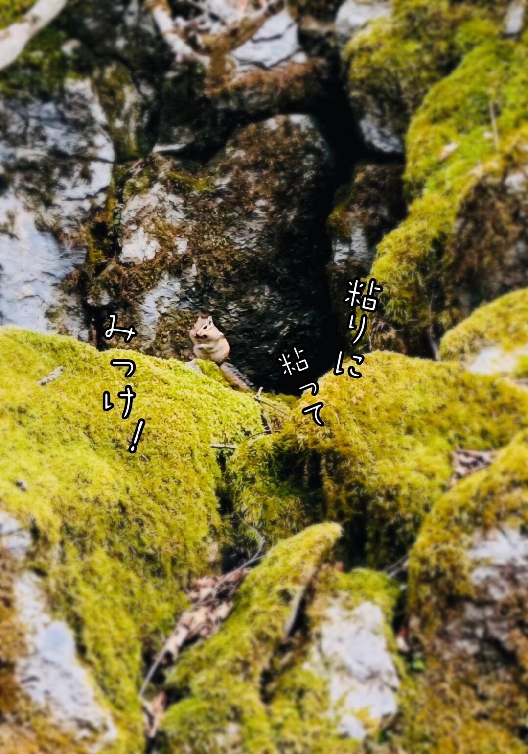 やっと会えた！ / tara.koさんの藤原岳・御池岳の活動日記 | YAMAP / ヤマップ