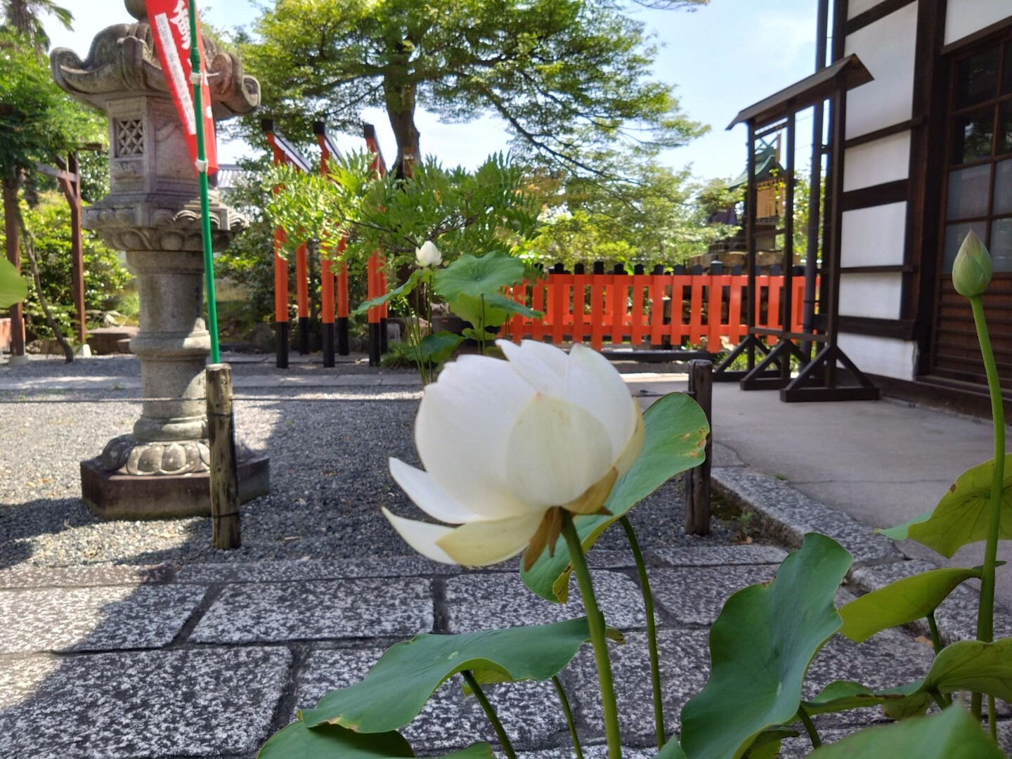 京都 桔梗のお寺（R5.7.7） 京都... / らるげっとさんのモーメント | YAMAP / ヤマップ