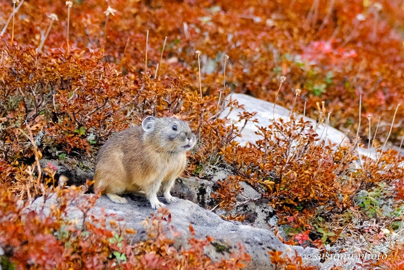 北大雪 平山での紅葉と小動物たち 標高上... / gakuさんのモーメント | YAMAP / ヤマップ