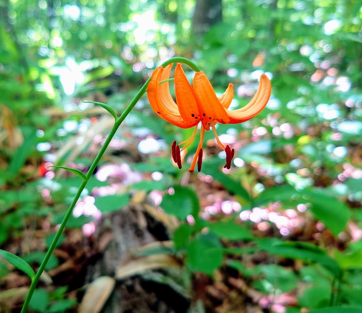 国見山 / ♫山の音楽家さんのGT3 6の活動データ | YAMAP / ヤマップ