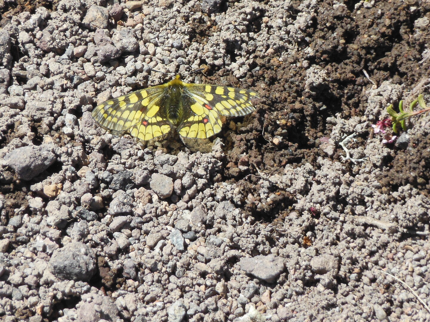 赤岳〜緑岳〜白雲避難小屋〜白雲岳 / taikaと銀子さんの大雪山系・旭岳・トムラウシの活動日記 | YAMAP / ヤマップ