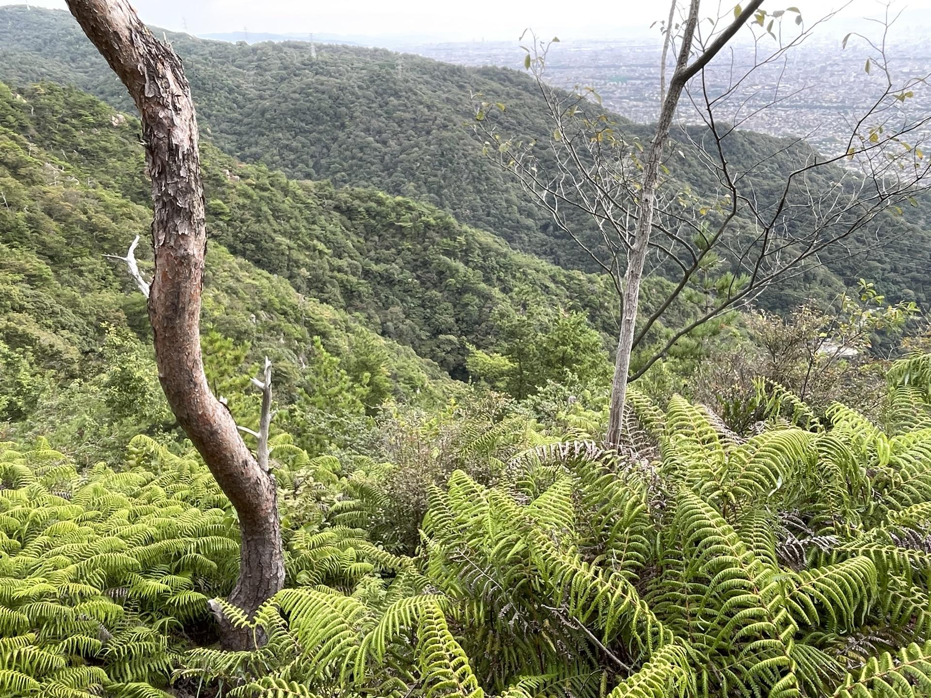 初！ひとり、道畦谷尾根道 / nokomaさんの六甲山・長峰山・摩耶山の活動データ | YAMAP / ヤマップ