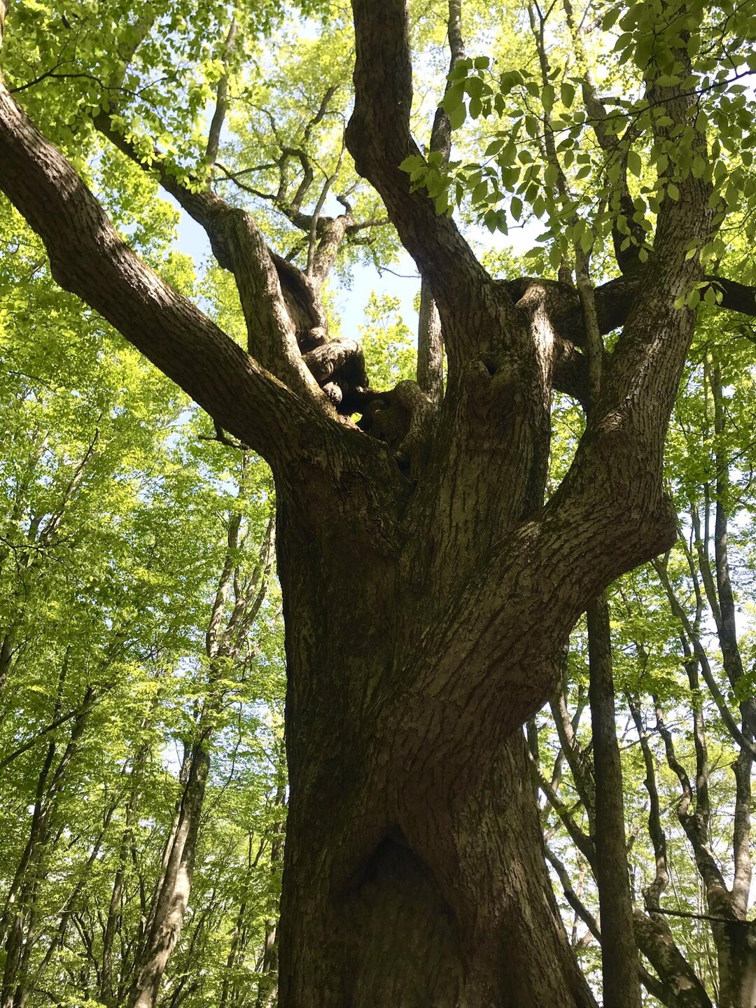 ブナの駅からてくてくと[岩畑山] / さちGさんの岩手山・八幡平・安比高原 50km トレイルの活動データ | YAMAP / ヤマップ