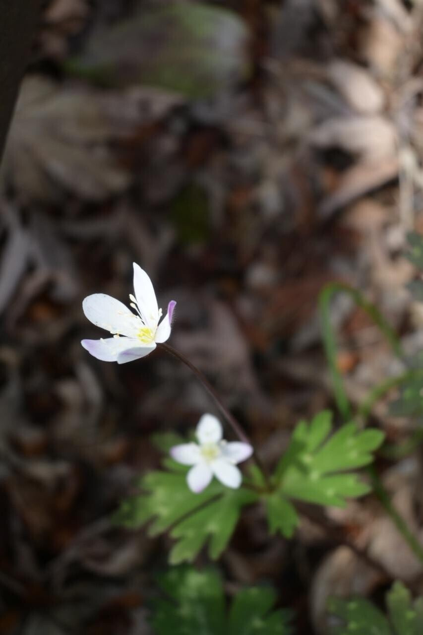 kanaのページ | YAMAP / ヤマップ