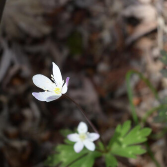 kanaのページ | YAMAP / ヤマップ