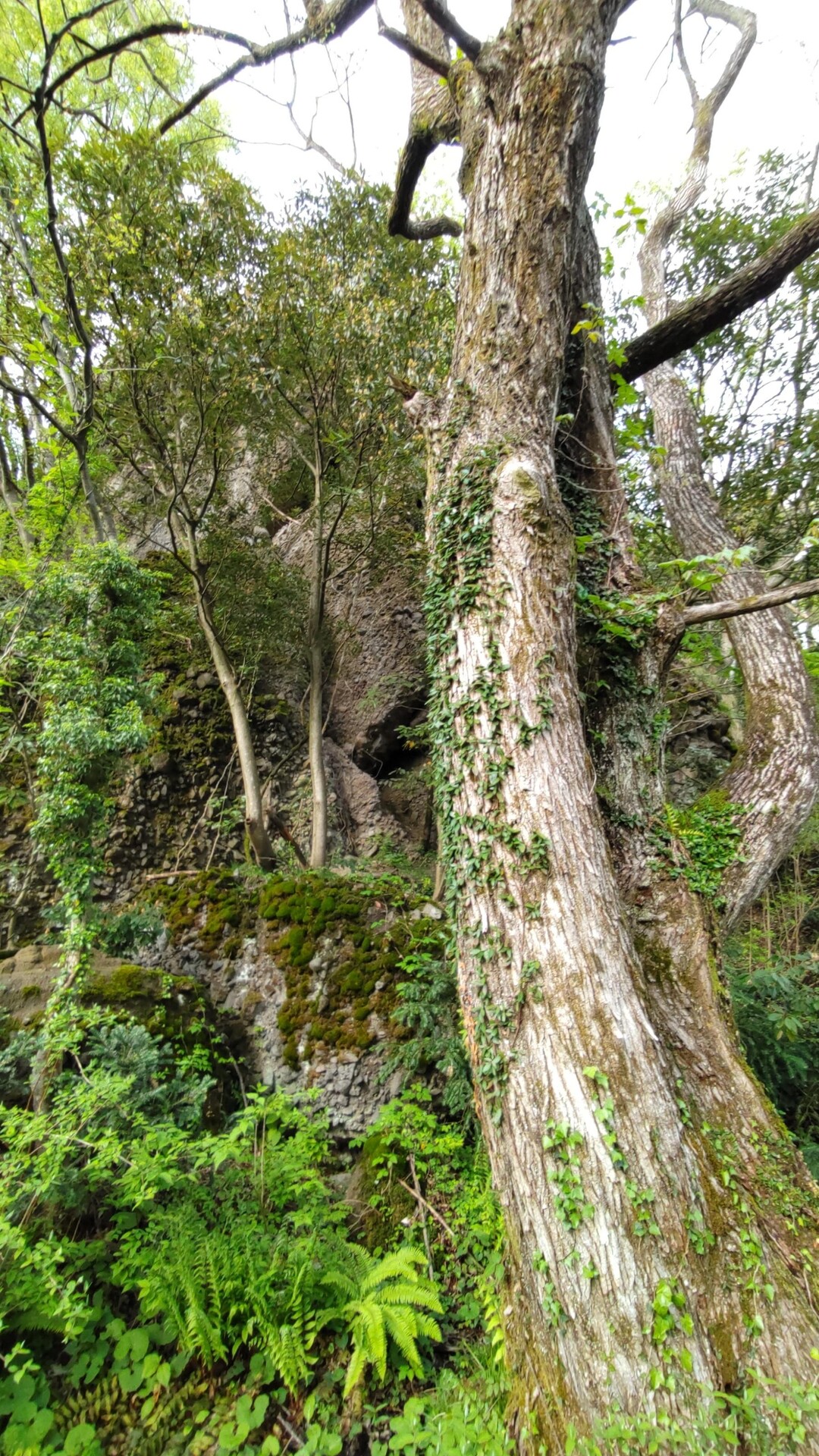 小佐波御前山 普通に歩くのもまた良し / nomatさんの小佐波御前山の活動データ | YAMAP / ヤマップ