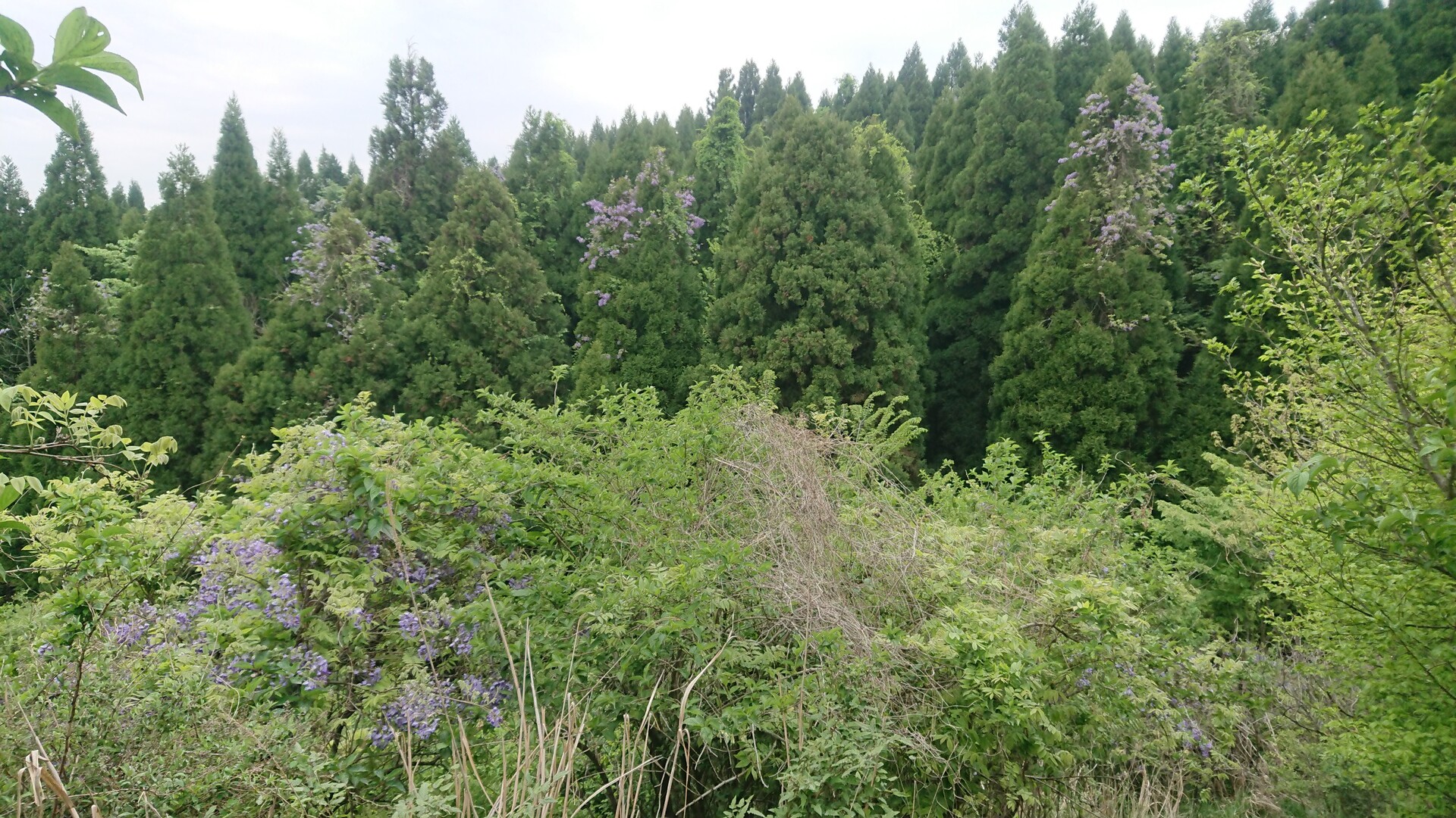 ART 高森峠～アスペクタ間試走_20190506 / malzoさんのトレイルランニングの活動日記 | YAMAP / ヤマップ