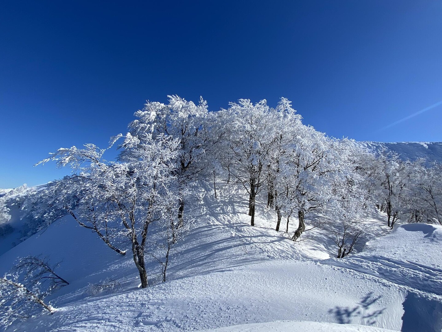 福井遠征① 前山・銀杏峯 / まきつんさんの銀杏峰・部子山の活動データ | YAMAP / ヤマップ
