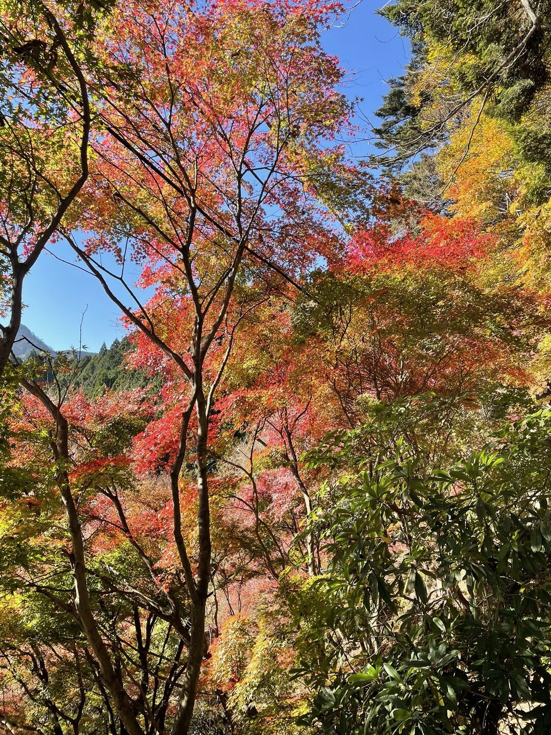御岳山(2022.11.19) / ozacoroさんの大岳山・御岳山・御前山の活動データ | YAMAP / ヤマップ