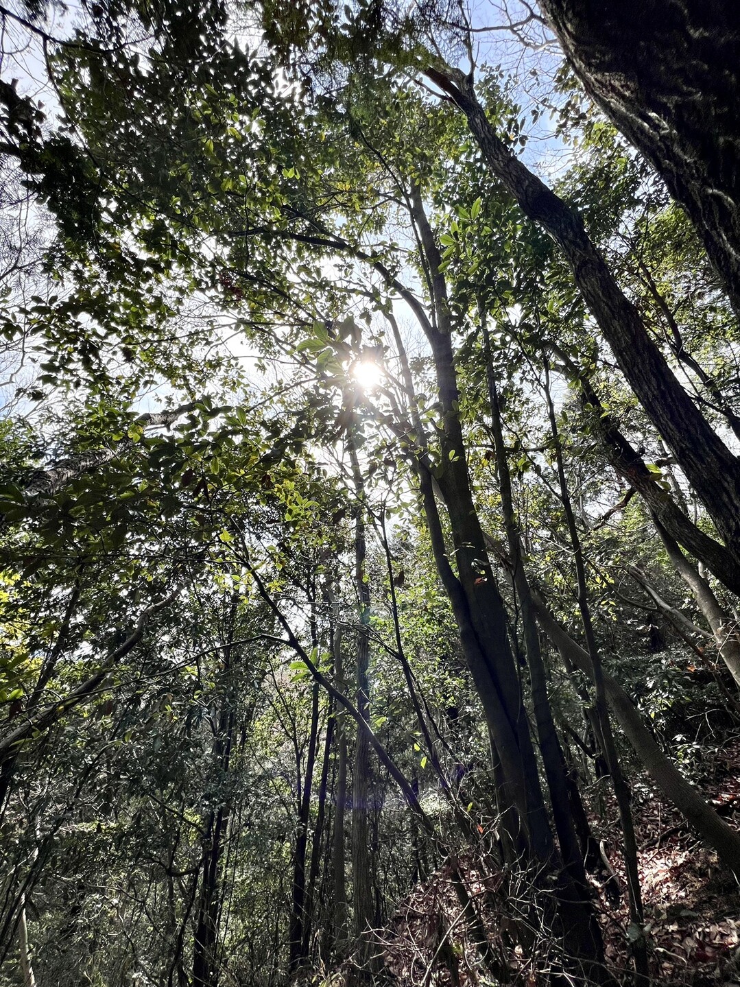 府中アルプス / Y Yukoさんの亀ヶ岳・八尾山・府中アルプスの活動データ | YAMAP / ヤマップ