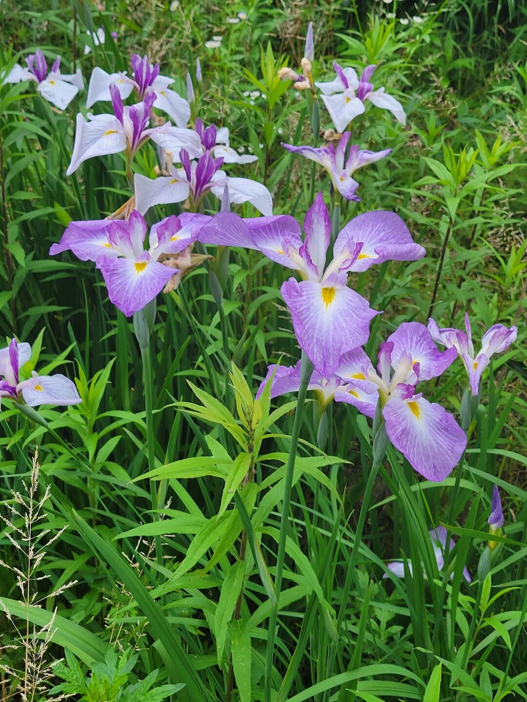 ジメジメっと夕景ラン⑲ / baseさんのランニングの活動データ | YAMAP / ヤマップ