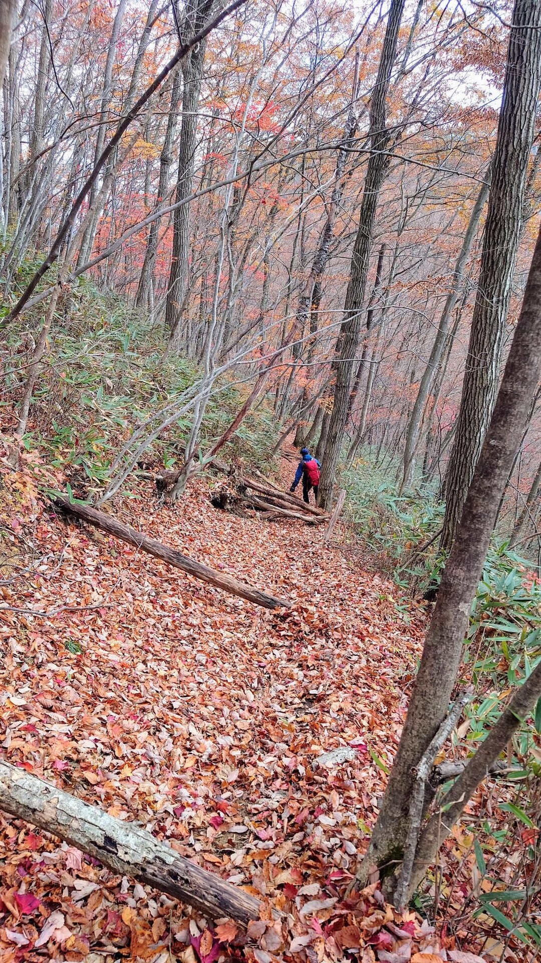 POKAさんの投稿したフィールドメモ | YAMAP / ヤマップ