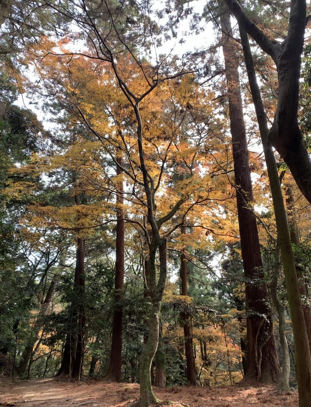 書写山 / YMO.Kさんの書写山・伊勢山・とんがり山の活動データ | YAMAP / ヤマップ