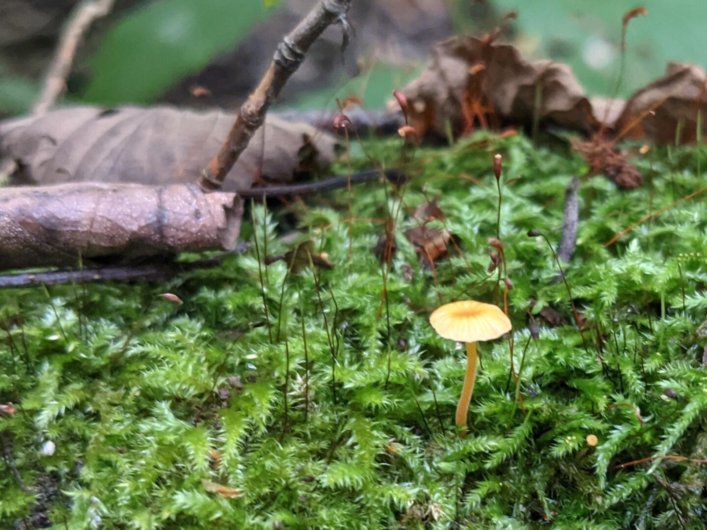 きのこザクザク🍄 朝里天狗岳・ 北峰 / cocoaさんの朝里天狗岳の活動データ | YAMAP / ヤマップ