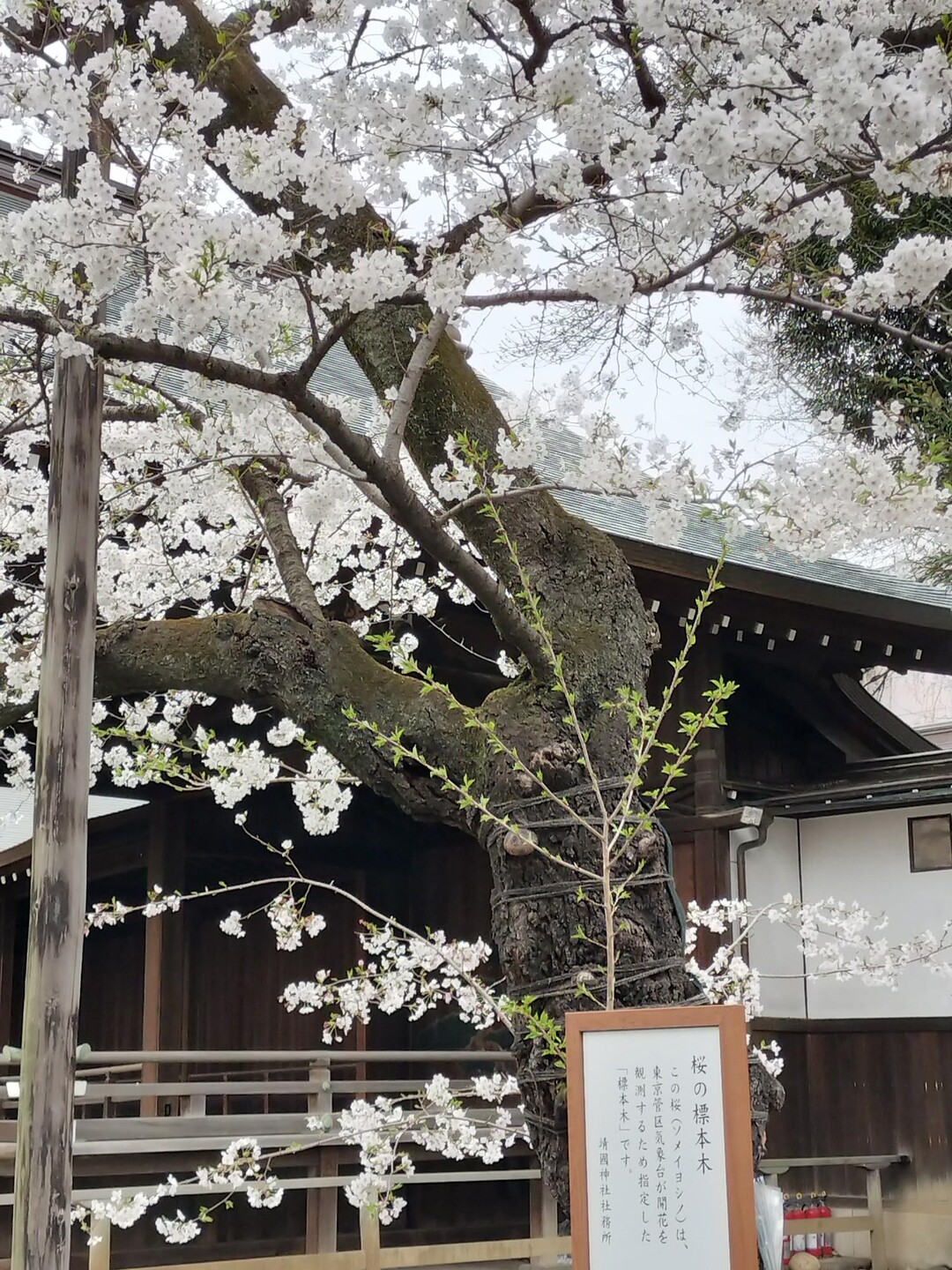 4/5 都内お花見🌸さんぽ🚶③ ・... / ヨシさんのモーメント | YAMAP / ヤマップ