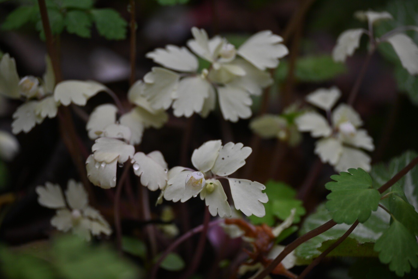 日影沢-2021-04-06 / TAKKUNさんのウォーキングの活動データ | YAMAP / ヤマップ