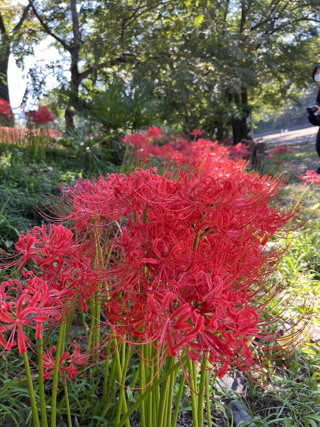 10/1の巾着田 無料です 見頃過ぎたと... / SSMさんのモーメント | YAMAP / ヤマップ