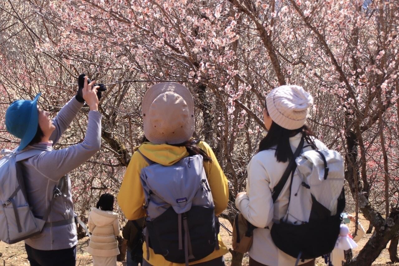 宝登山🌼お花見山行 / sorarinnさんの宝登山・長瀞アルプス・不動山・陣見山・鐘撞堂山の活動データ | YAMAP / ヤマップ