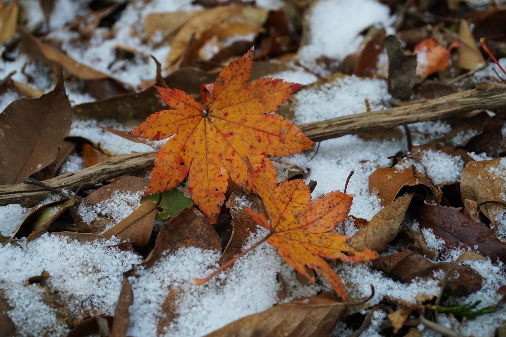 八方ヶ岳 / kaoさんの八方ヶ岳の活動データ | YAMAP / ヤマップ