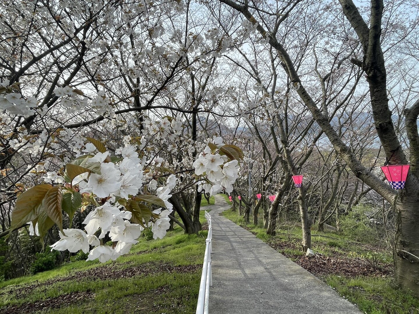 大平山・狗山・明神山・行者山 / thyさんの佐木島の活動データ | YAMAP / ヤマップ