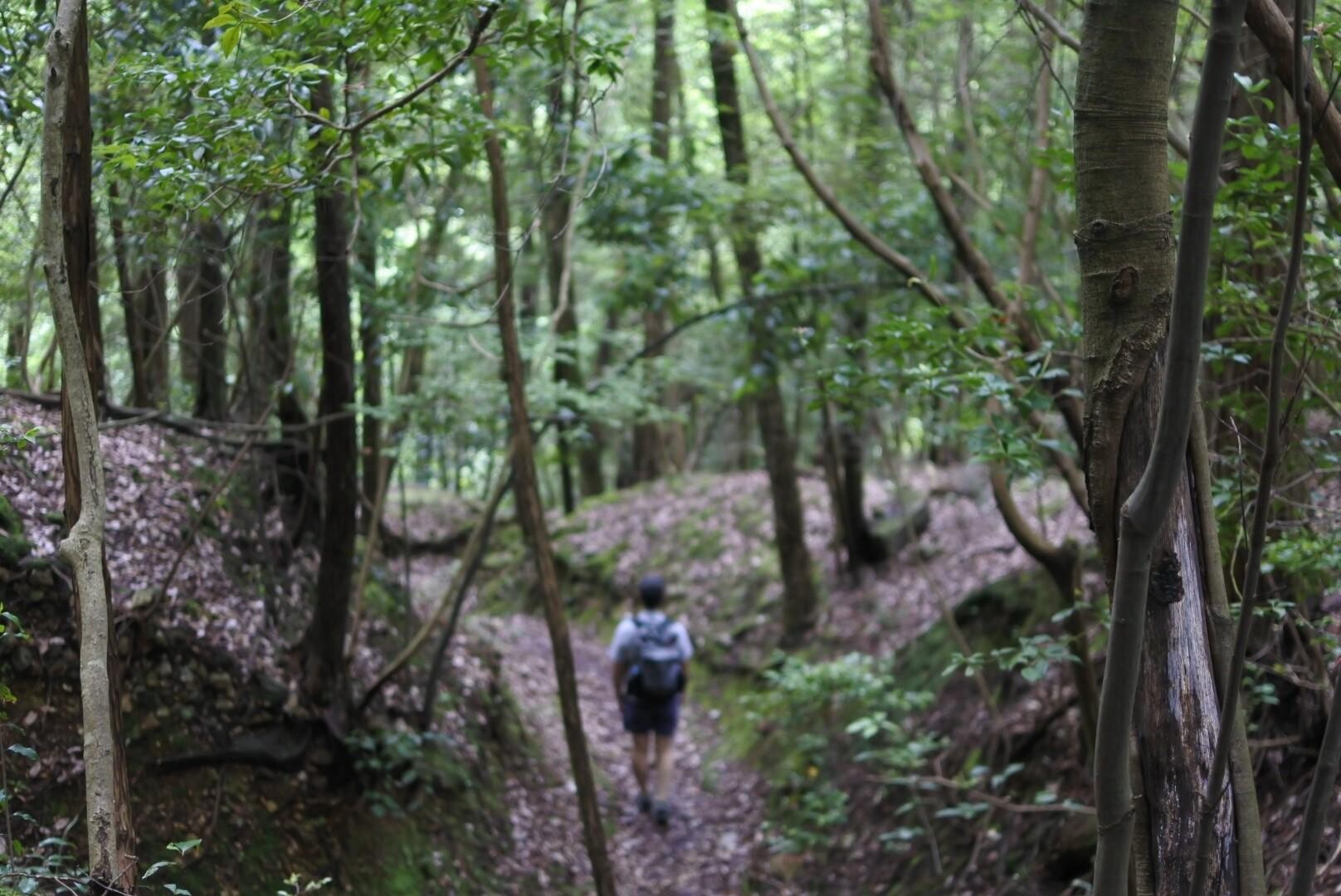 京都一周トレイル⛰北山 / kuu-nyanさんの京都一周トレイルの活動データ | YAMAP / ヤマップ
