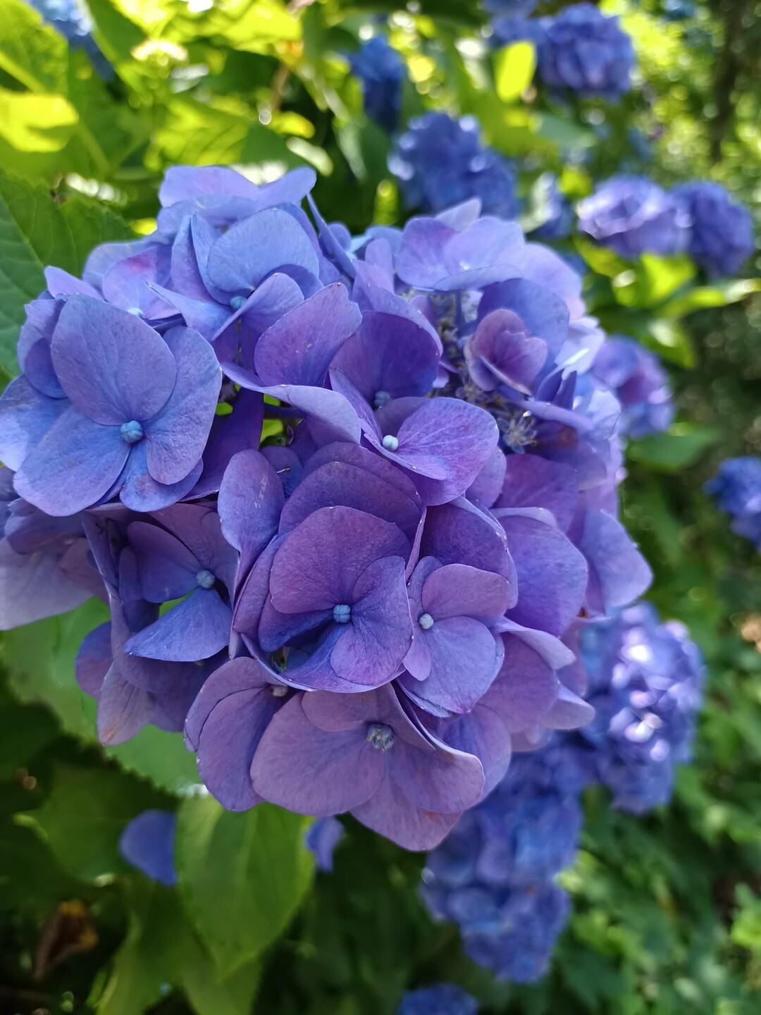 花沢山・満観峰 / satou naokiさんの焼津アルプス（高草山・満観峰・花沢山）・徳願寺山の活動データ | YAMAP / ヤマップ