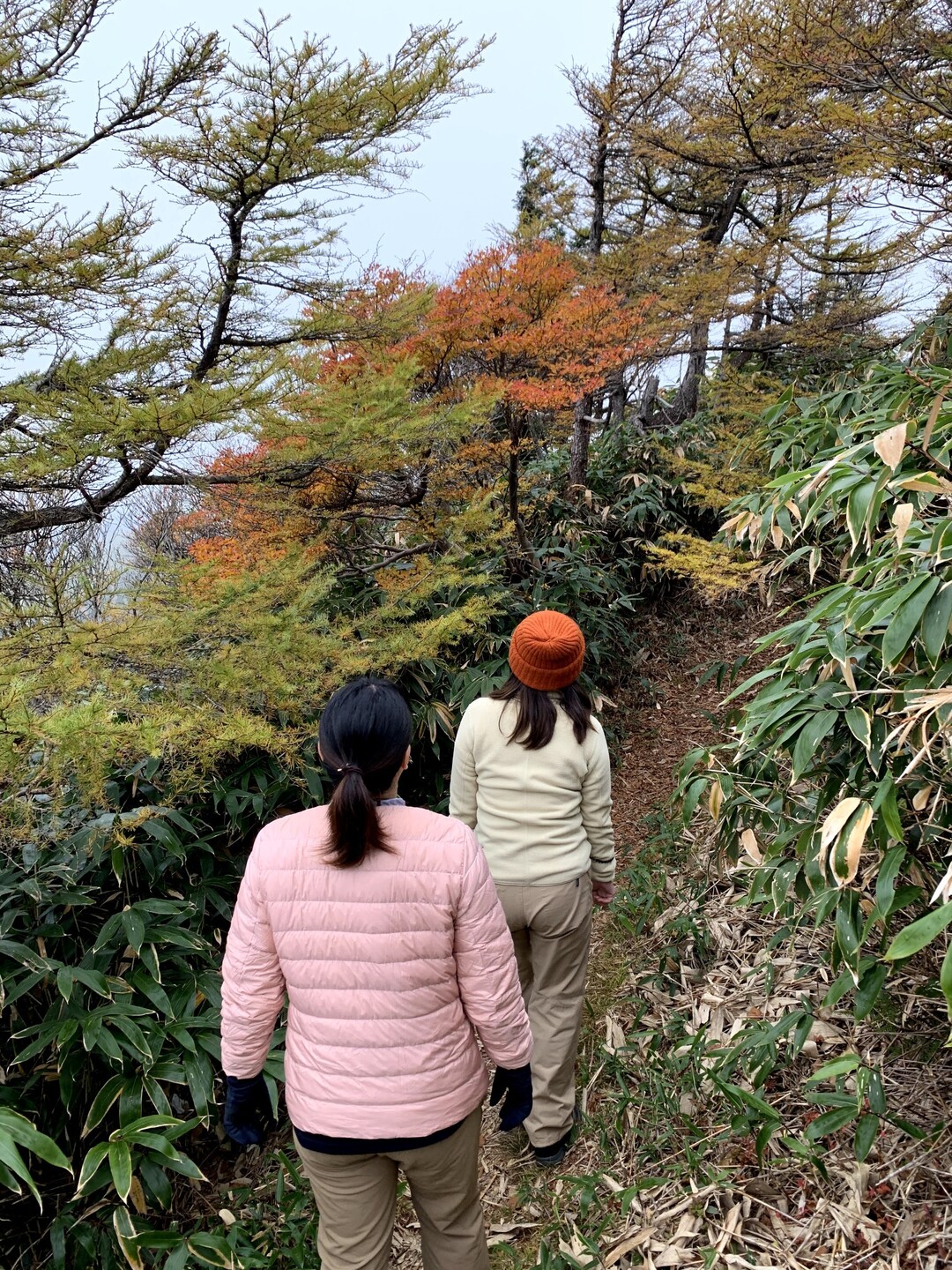 大川入山 赤い羊を見に行こう / tatubaiさんの大川入山・横岳の活動データ | YAMAP / ヤマップ