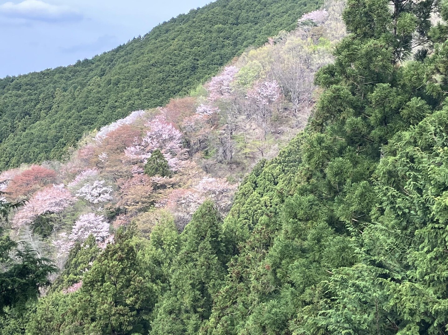 相津峠の山桜 / issanさんのウォーキングの活動データ | YAMAP / ヤマップ