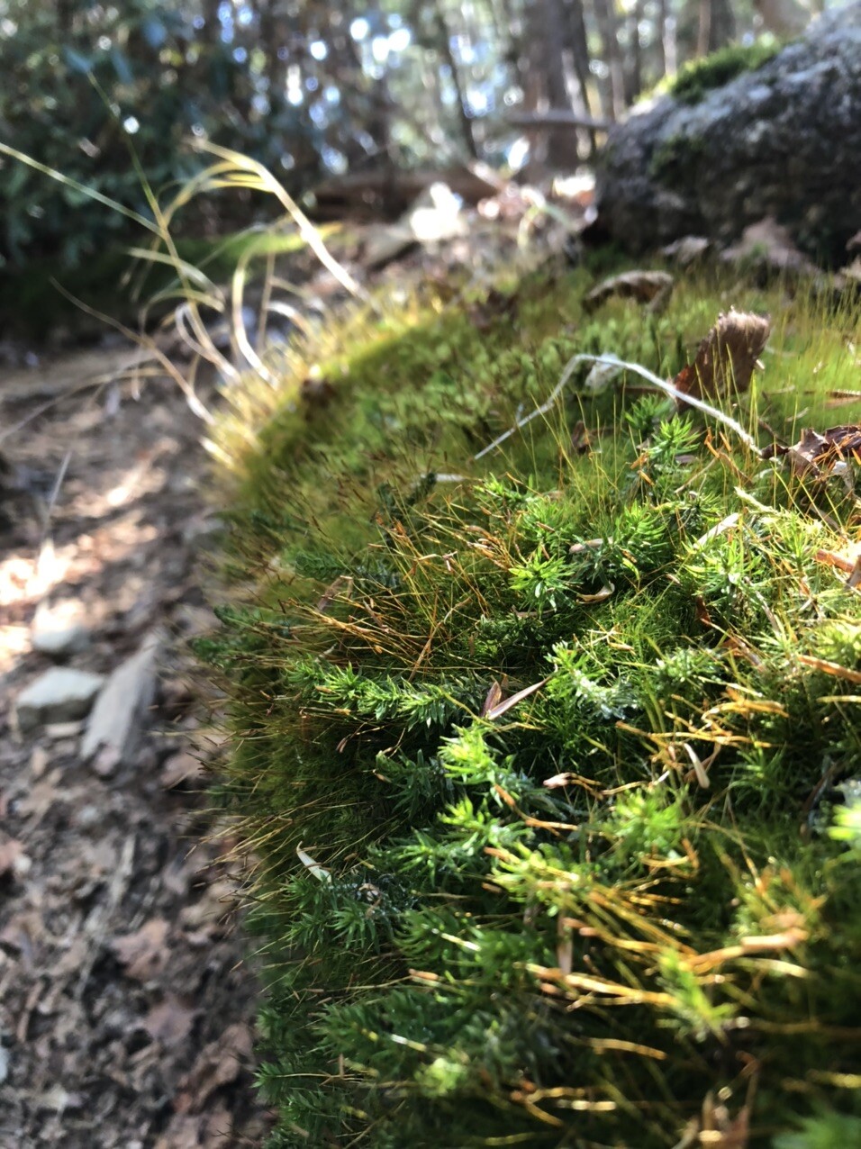 サトシ14のページ | YAMAP / ヤマップ