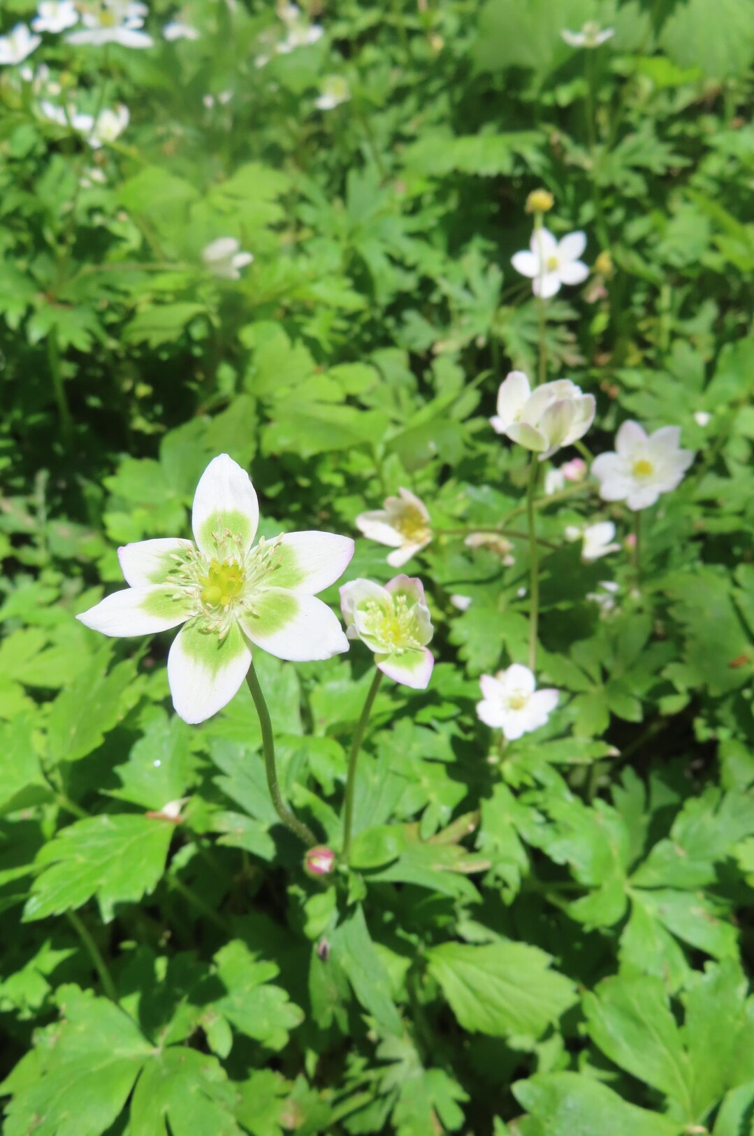 お花いっぱい上高地 / ss5さんの槍ヶ岳・穂高岳・上高地の活動データ | YAMAP / ヤマップ