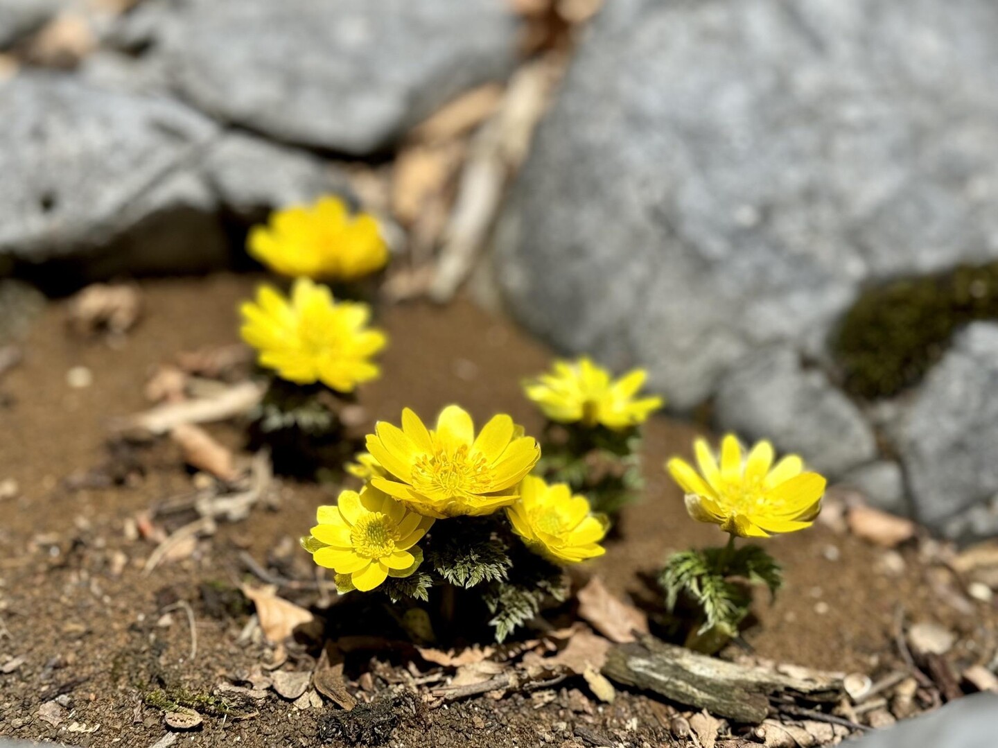 【御池岳】フクジュソウとカルストの山へ / random walkerさんの天狗堂の活動データ | YAMAP / ヤマップ