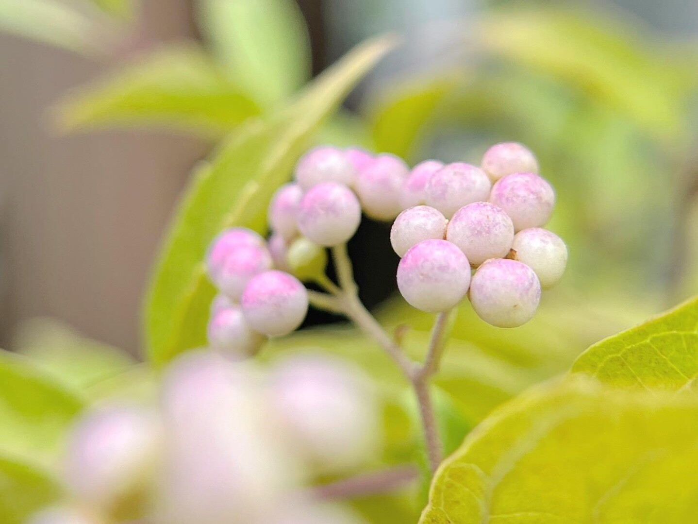 “コムラサキ“の実が色づき始めました ... / kazさんのモーメント | YAMAP / ヤマップ