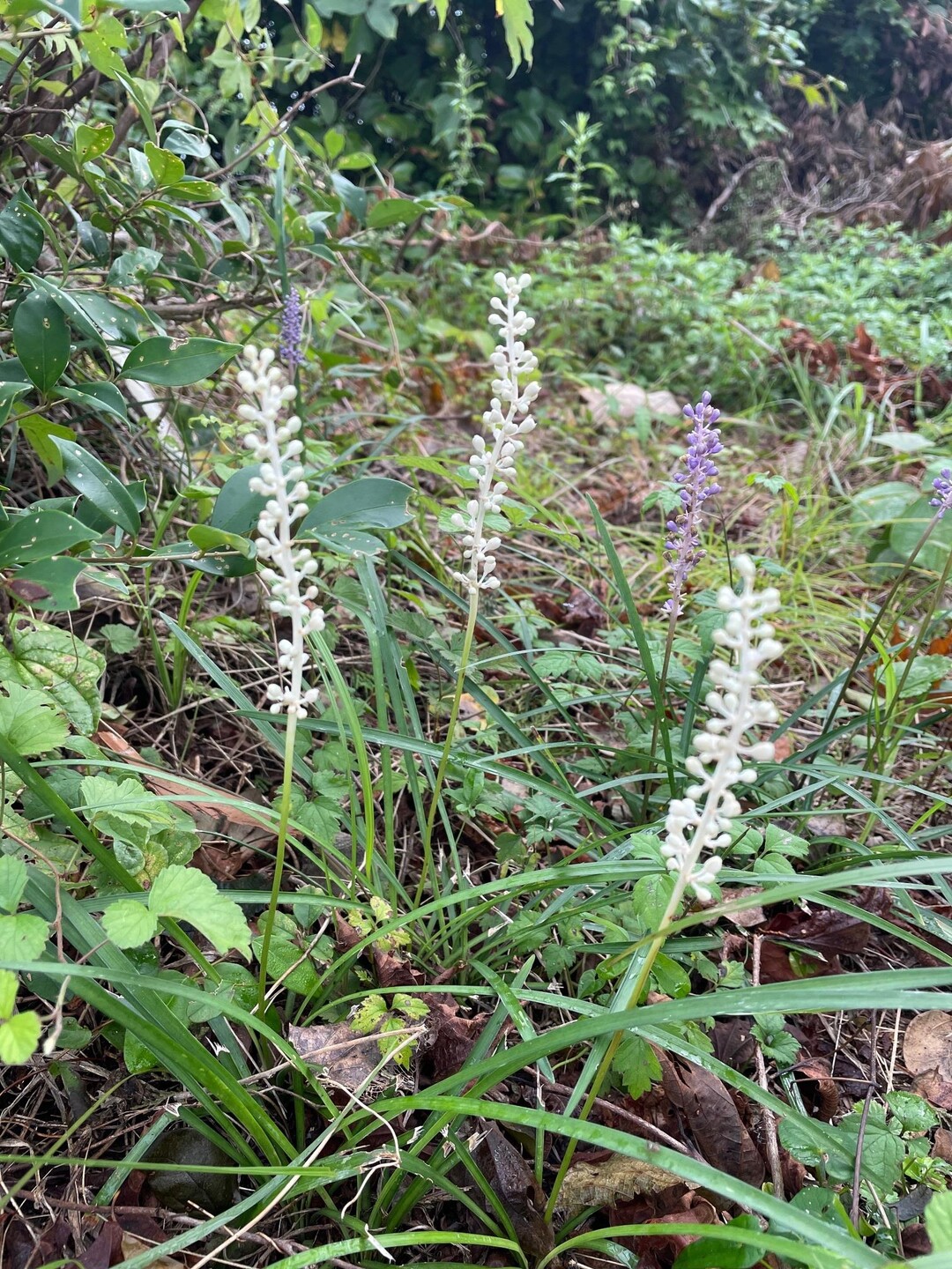 二丈岳・女岳 / h88☺︎さんの二丈岳・十坊山の活動データ | YAMAP / ヤマップ