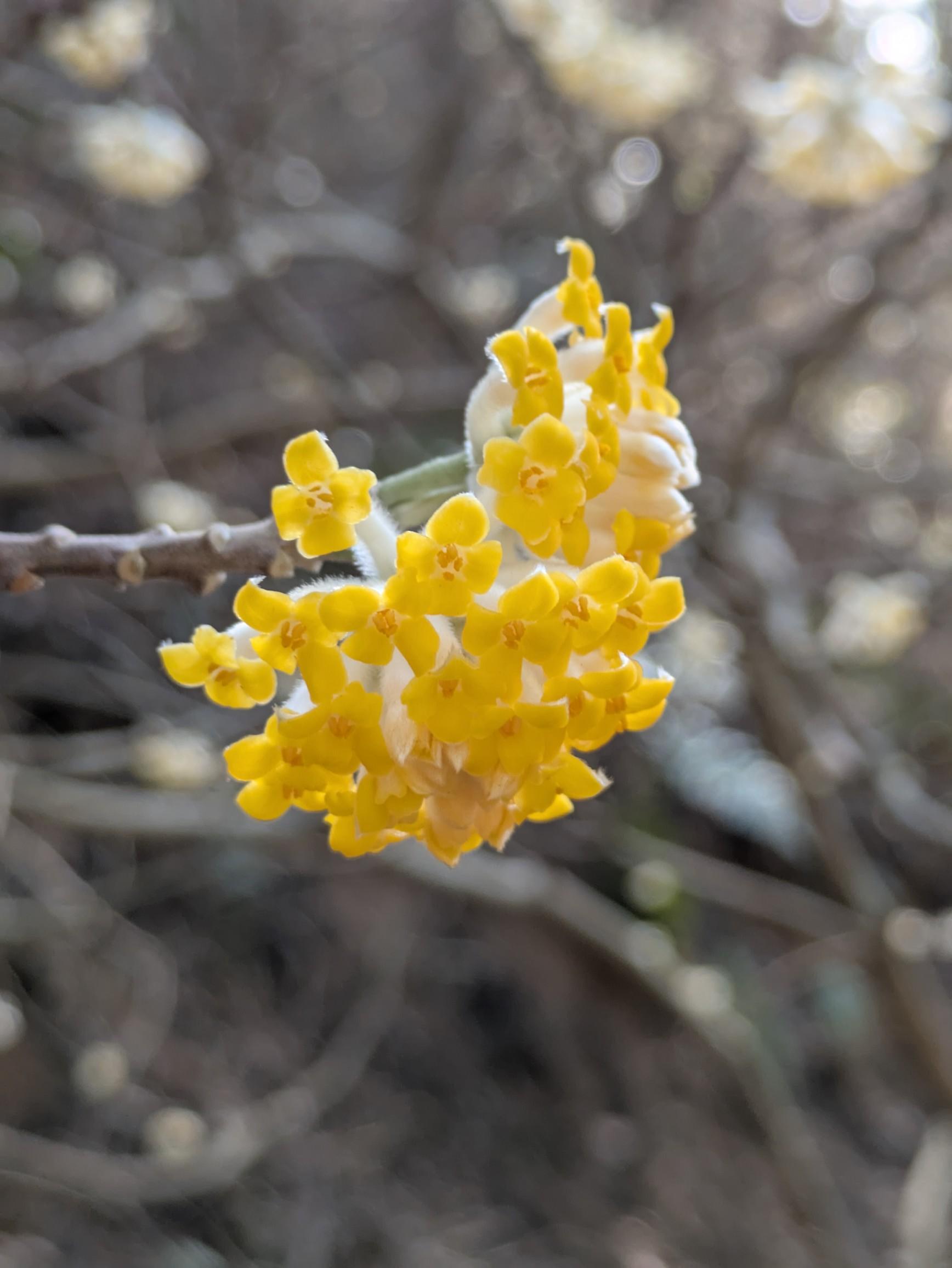 ミツマタ🌺見頃です!! 焼森山・鶏足山-2025-03-26 / けんさんの焼森山・鶏足山の活動データ | YAMAP / ヤマップ