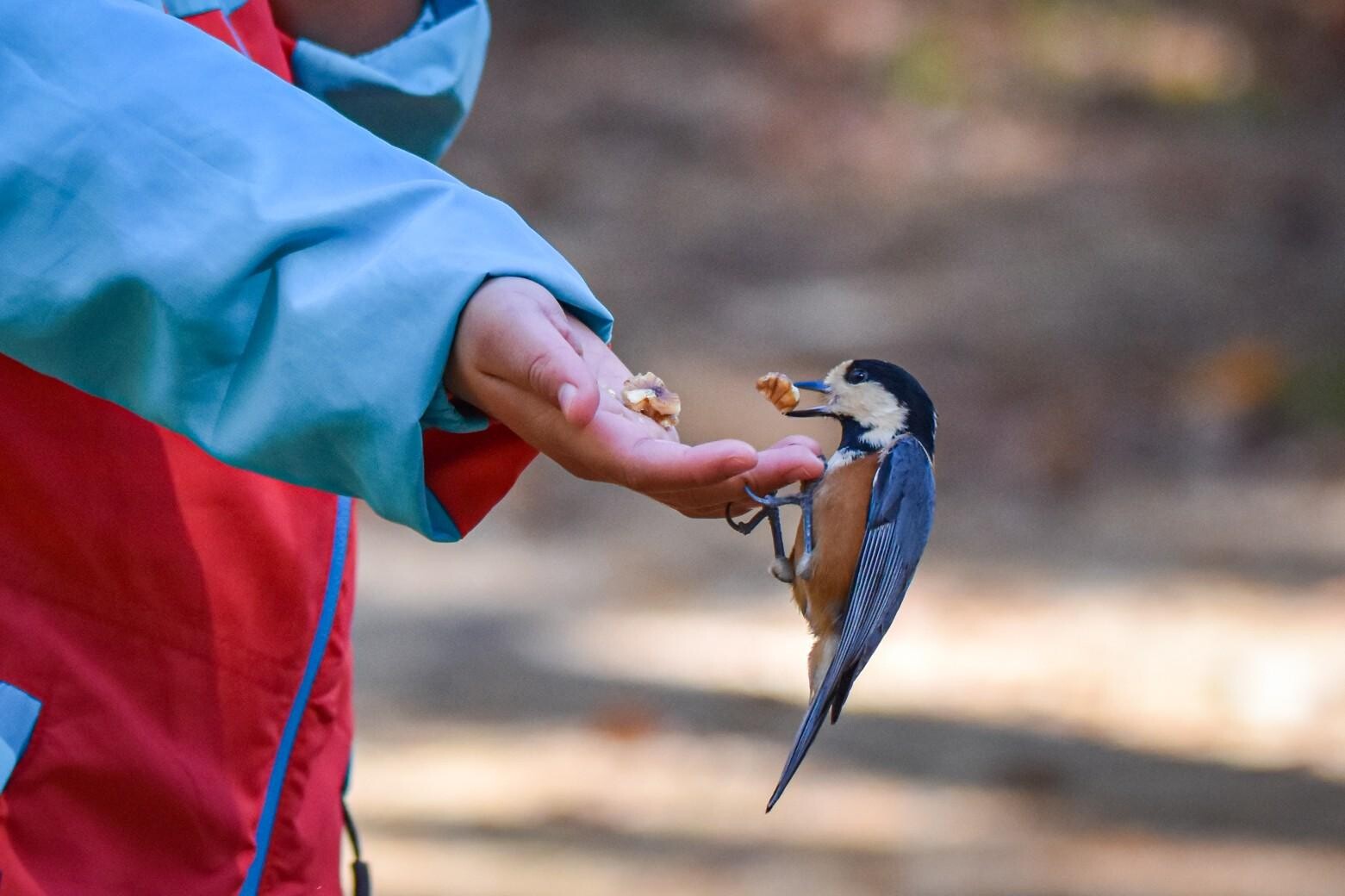 城山(鳥活24) / yasuさんの松倉山・原山の活動データ | YAMAP / ヤマップ