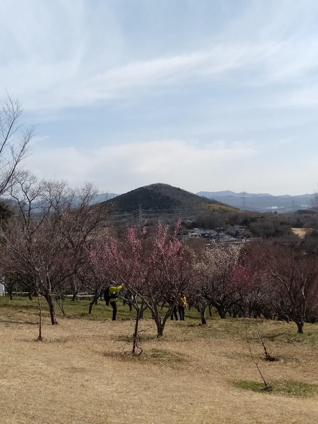 雄岡山・雌岡山梅見ハイク2023-3-5 / ひとりワンゲルさんの神戸市の活動データ | YAMAP / ヤマップ