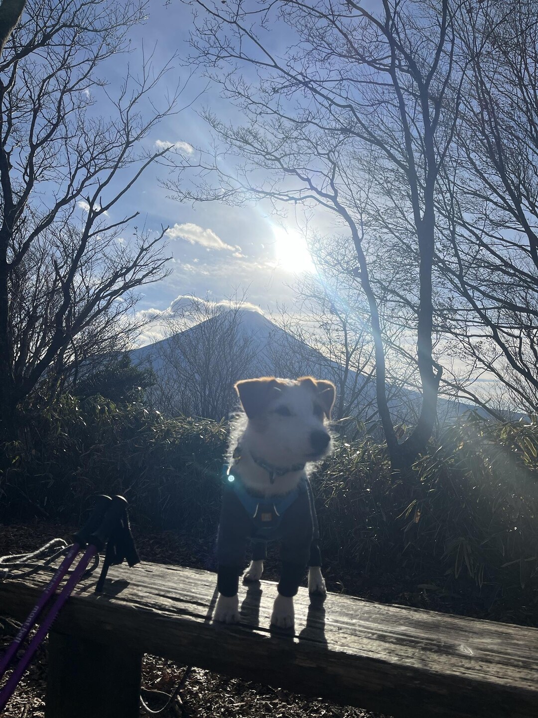 竜ヶ岳 / tomomiさんの毛無山・雨ヶ岳・竜ヶ岳の活動データ | YAMAP / ヤマップ