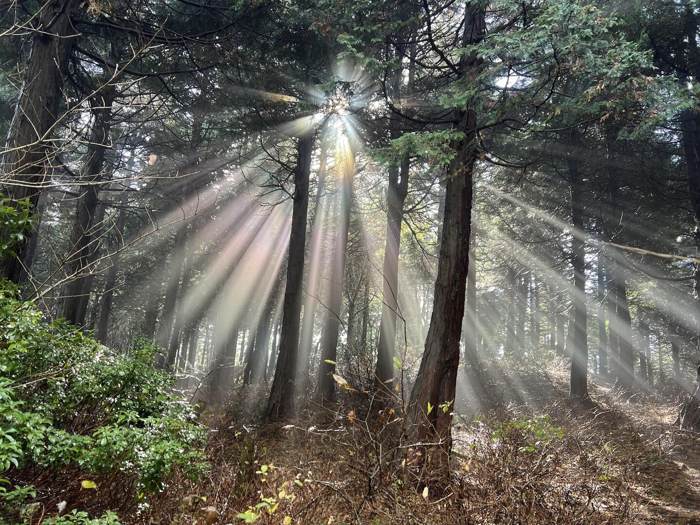 天狗堂・サンヤリ / yuccoさんの天狗堂の活動データ | YAMAP / ヤマップ