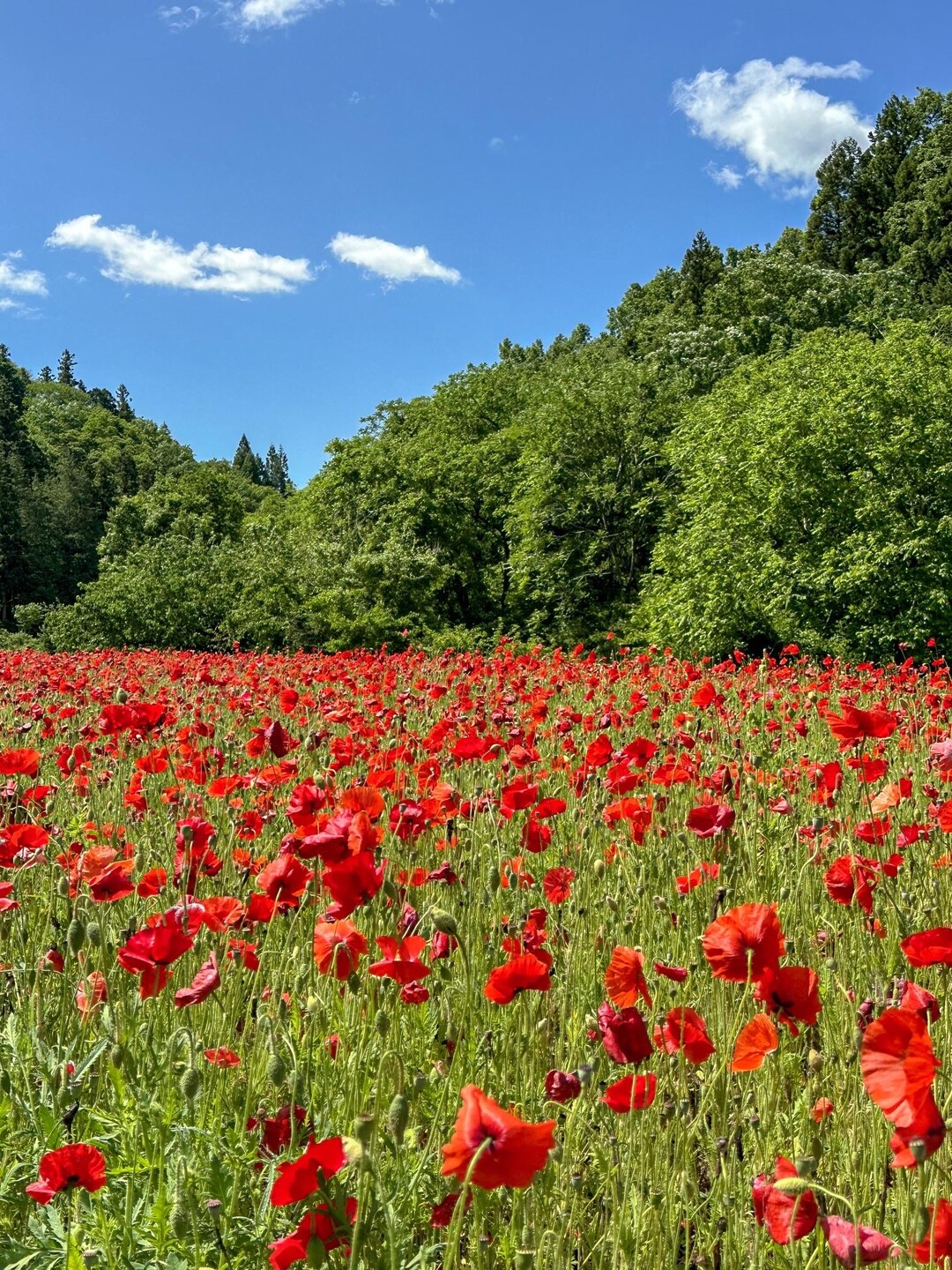 天空のポピー 2023 05 24(水) / cha_chan109さんの堂平山・笠山（乳房山）・大霧山の活動データ | YAMAP / ヤマップ