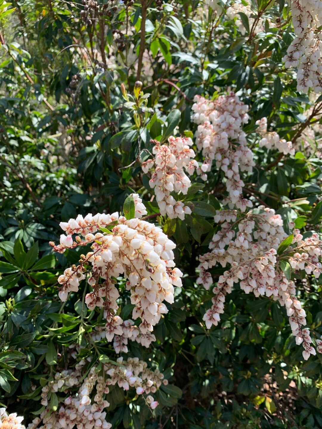 長等山テラスへ 国分団地から18km / hikkyさんの音羽山・醍醐山の活動データ | YAMAP / ヤマップ