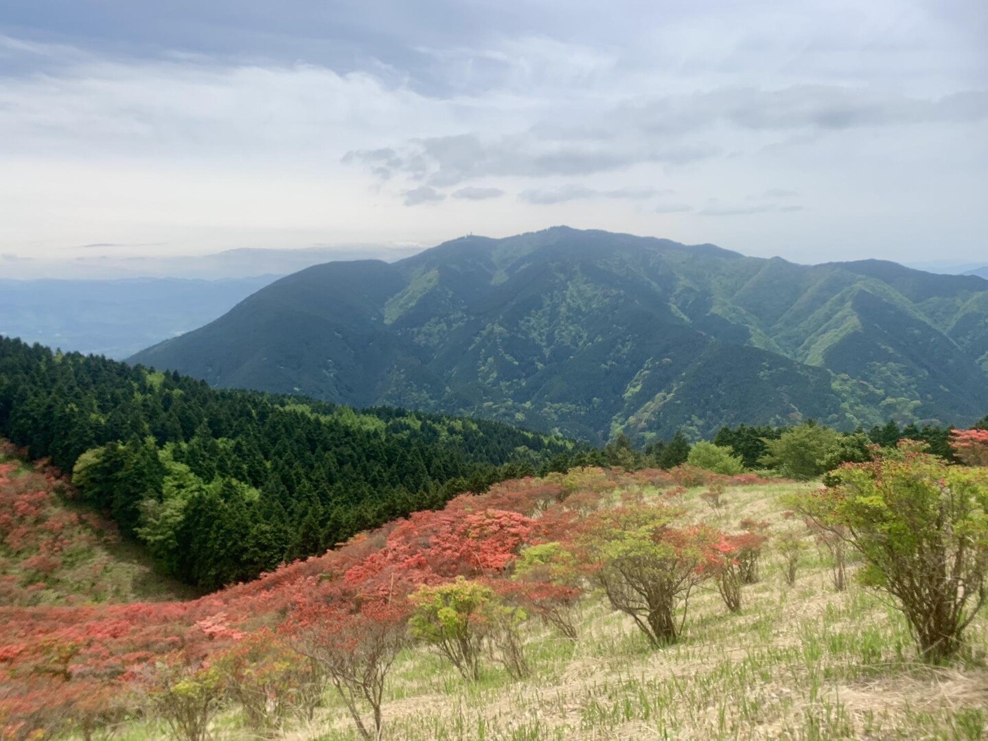 風薫る"一目百万本'' ツツジの大和葛城山。 / BENさんの葛城古道の活動データ | YAMAP / ヤマップ
