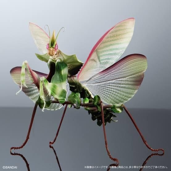 何このカッコいいカマキリ ニセハナマオ... / MASA👽さんのモーメント | YAMAP / ヤマップ