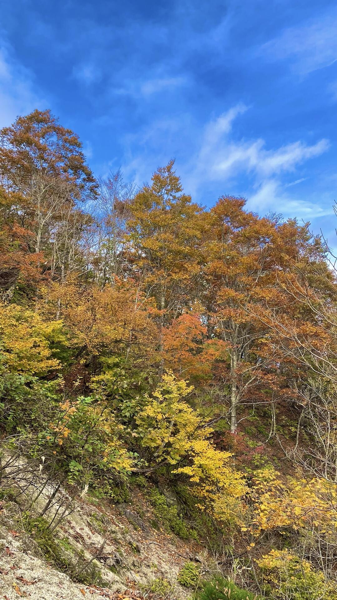 小貝月山・貝月山 / SKさんの貝月山の活動データ | YAMAP / ヤマップ