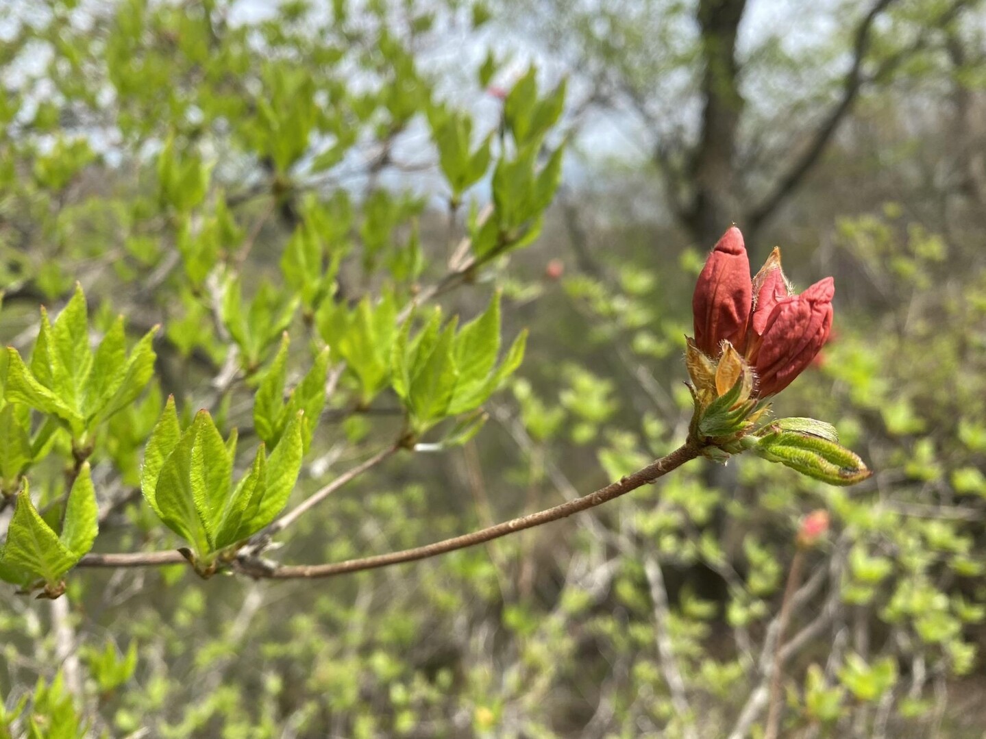 赤城山 大猿川から長七郎山 周回 / reiさんの赤城山・黒檜山・荒山の活動データ | YAMAP / ヤマップ