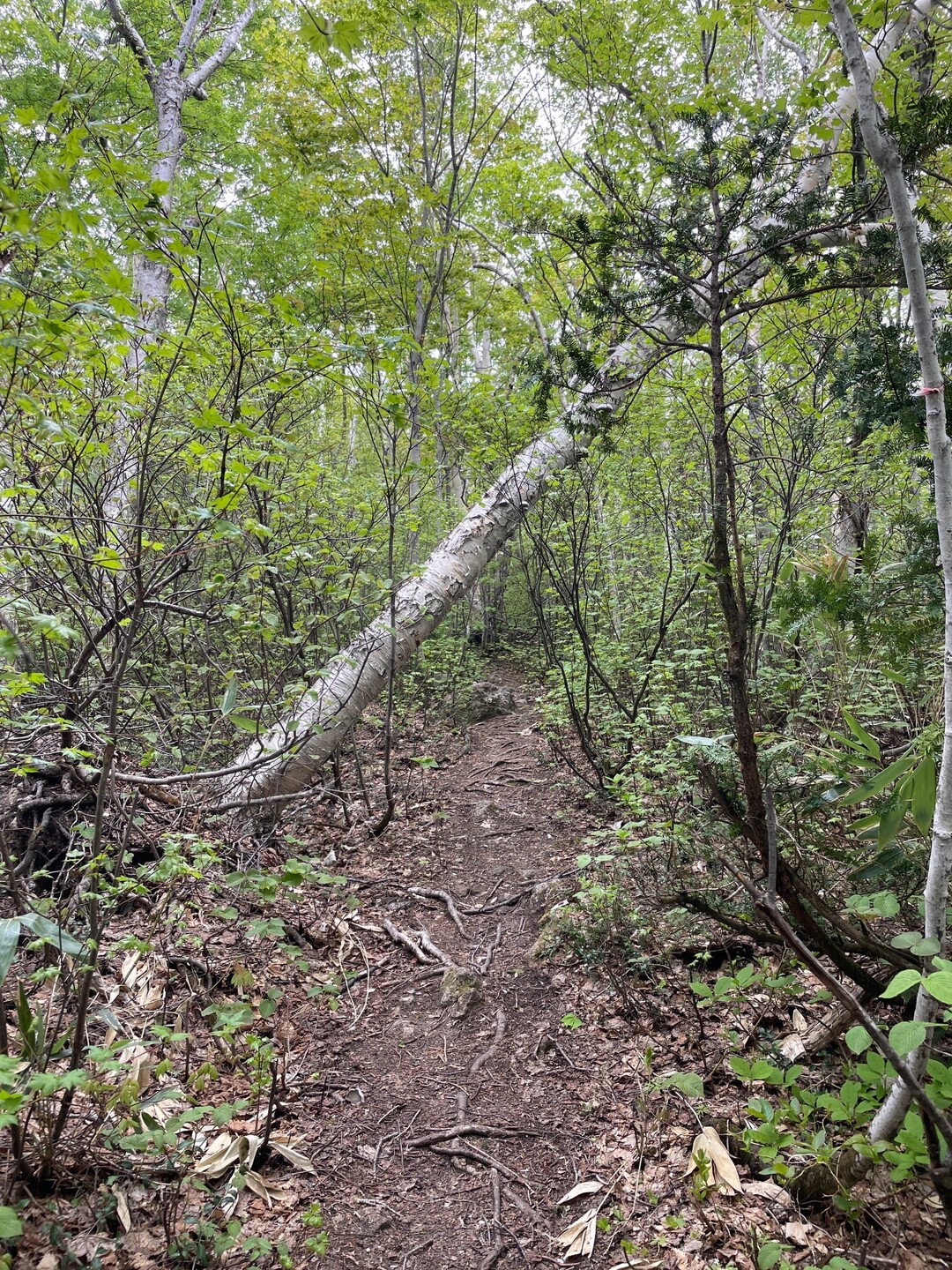 H.Yさんの投稿したフィールドメモ | YAMAP / ヤマップ