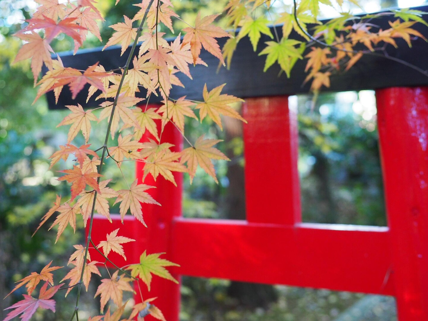 最勝寺🍁（一眼レフ撮影） / samさんの下野市の活動データ | YAMAP / ヤマップ