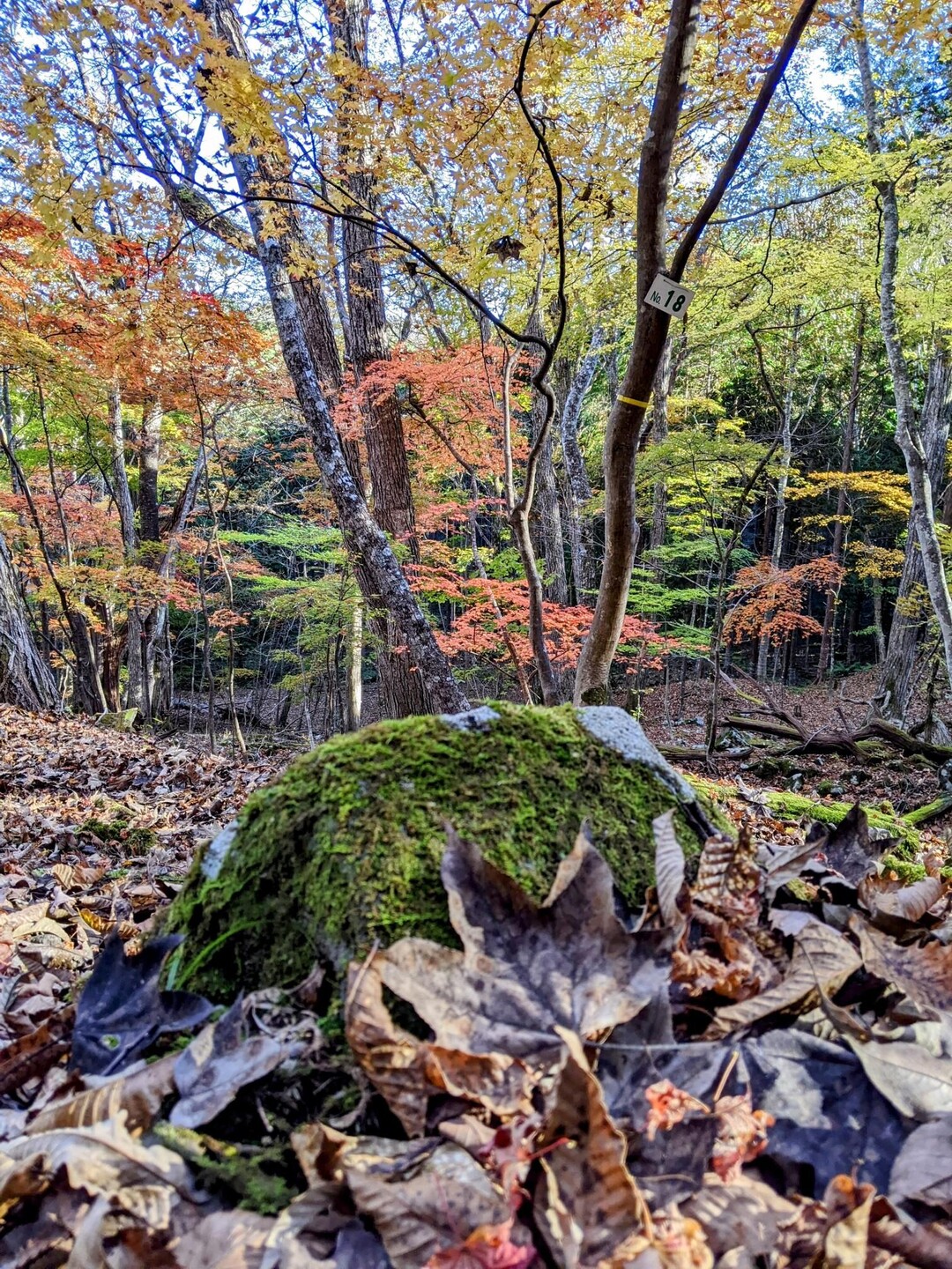 新湯富士と前黒山 紅葉が綺麗な場所です... / YOLOさんのモーメント | YAMAP / ヤマップ