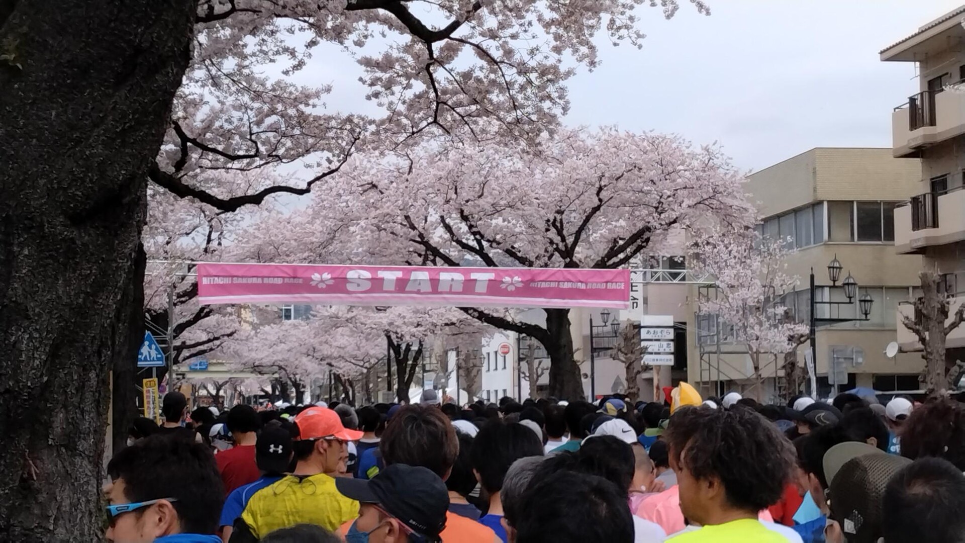 茨城県日立市 4/2「🌸第23回日立さ... / type52さんのモーメント | YAMAP / ヤマップ