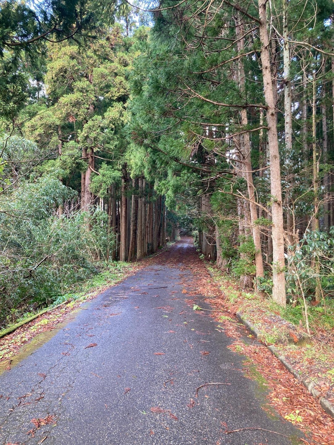 時々吹雪角田山⛰️15 / katsu.fdさんの角田山の活動データ | YAMAP / ヤマップ