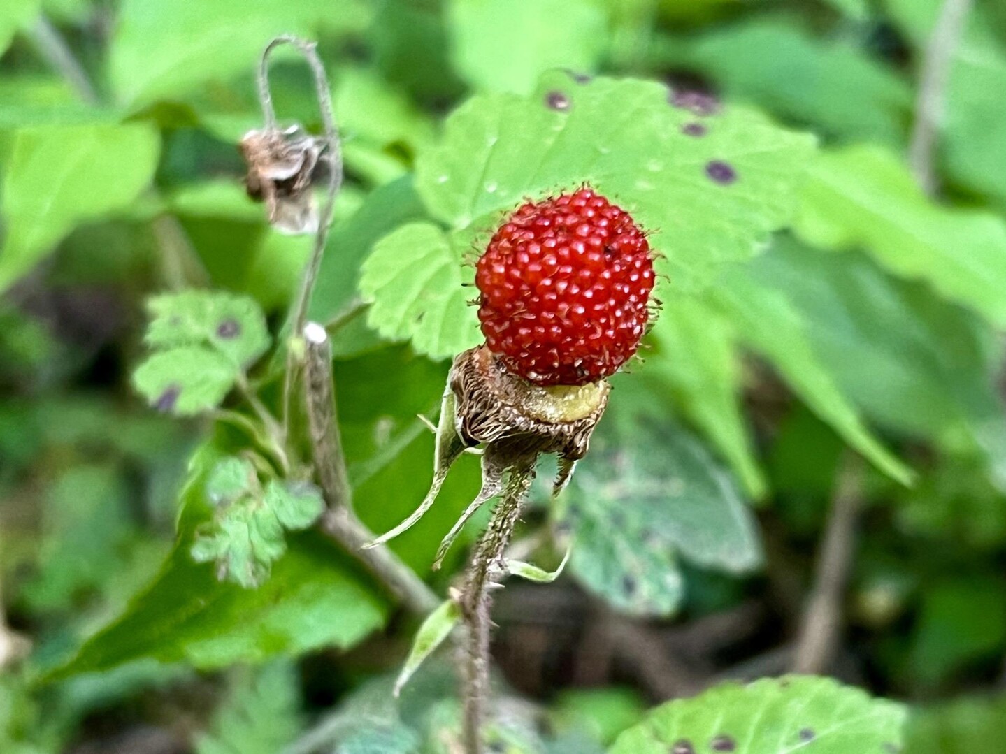 少し早かったかも🍓 / moboさんの金剛山・二上山・大和葛城山の活動日記 | YAMAP / ヤマップ